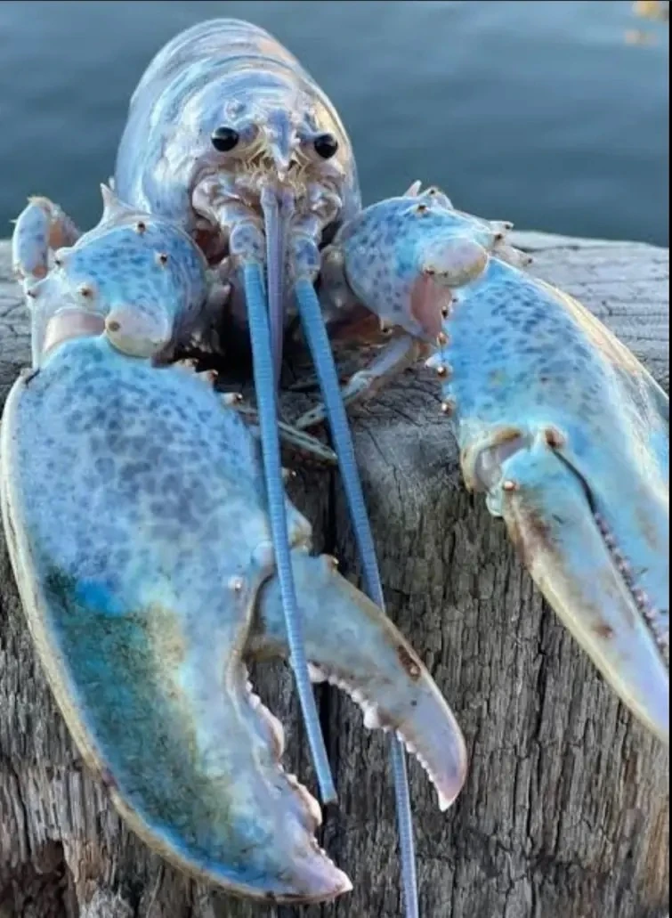 ranking your entity designs, | Fandom