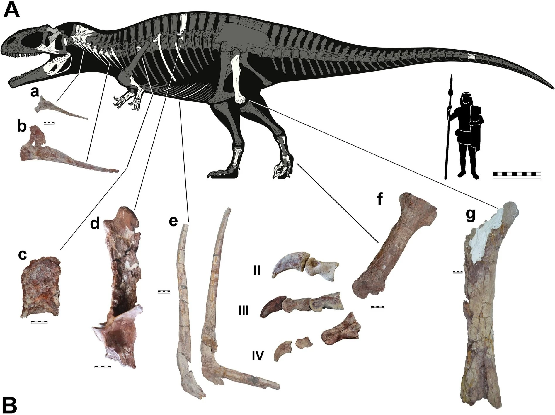 New Taurovenator | Fandom