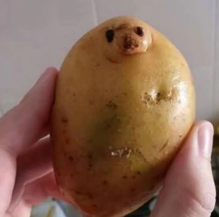 gimme seal image to turn into art featuring my bengon oc pebbles (I'll ...