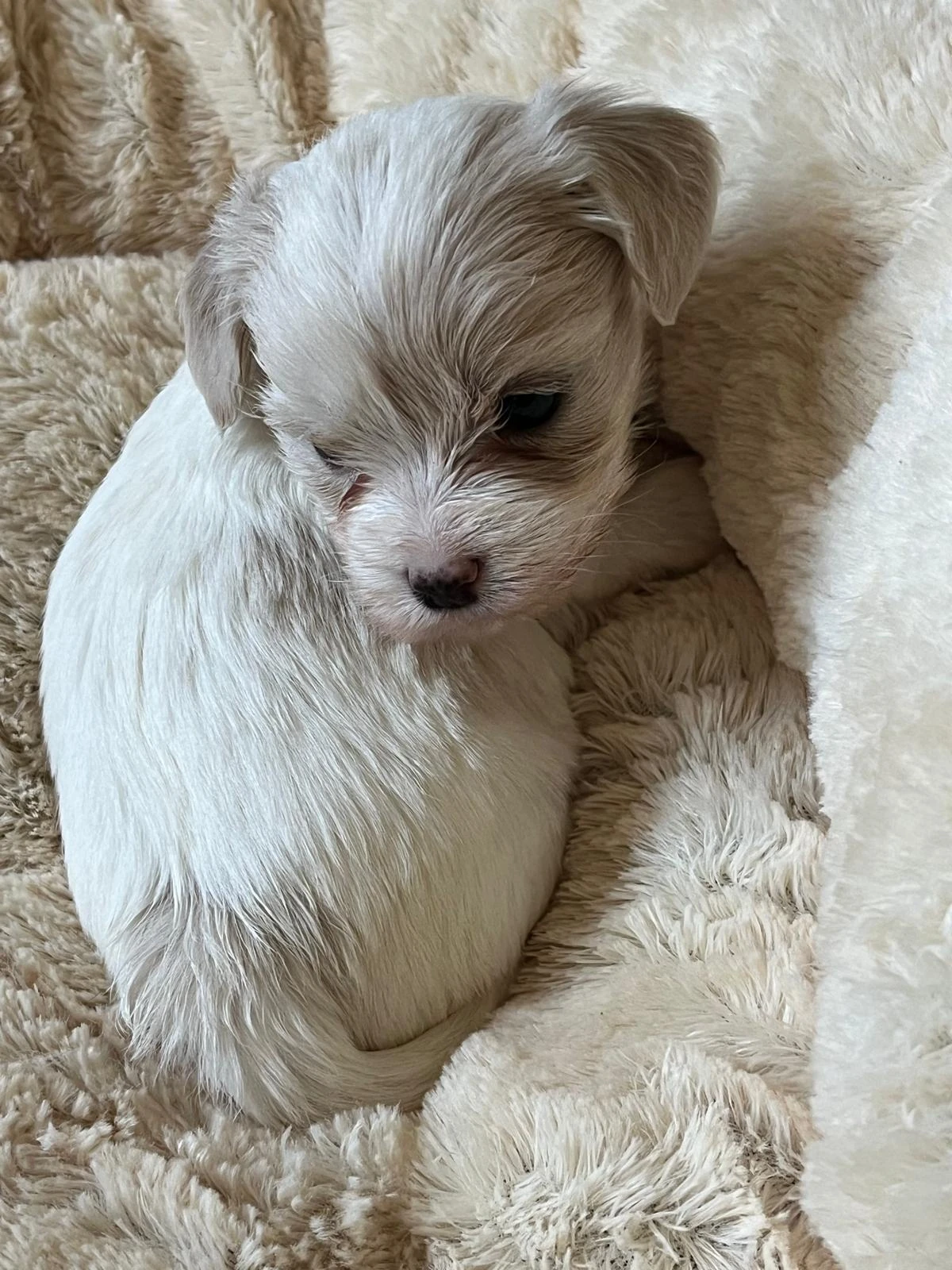 more puppy (unrelated) | Fandom