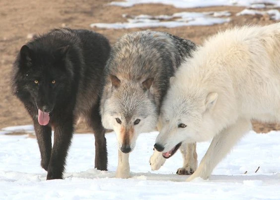 anyone want to have matching wolf pfps??? can have 3 folks | Fandom