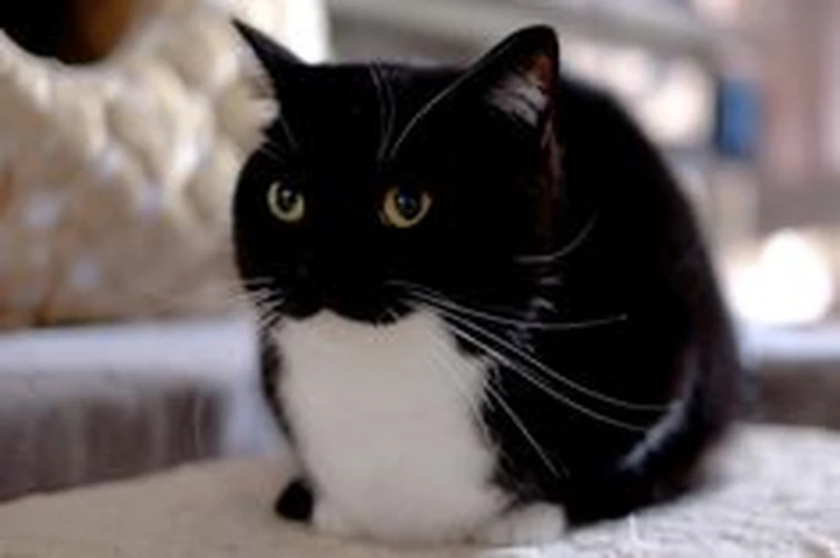 My fanmade entity V-121 and CAZ-1 | Fandom