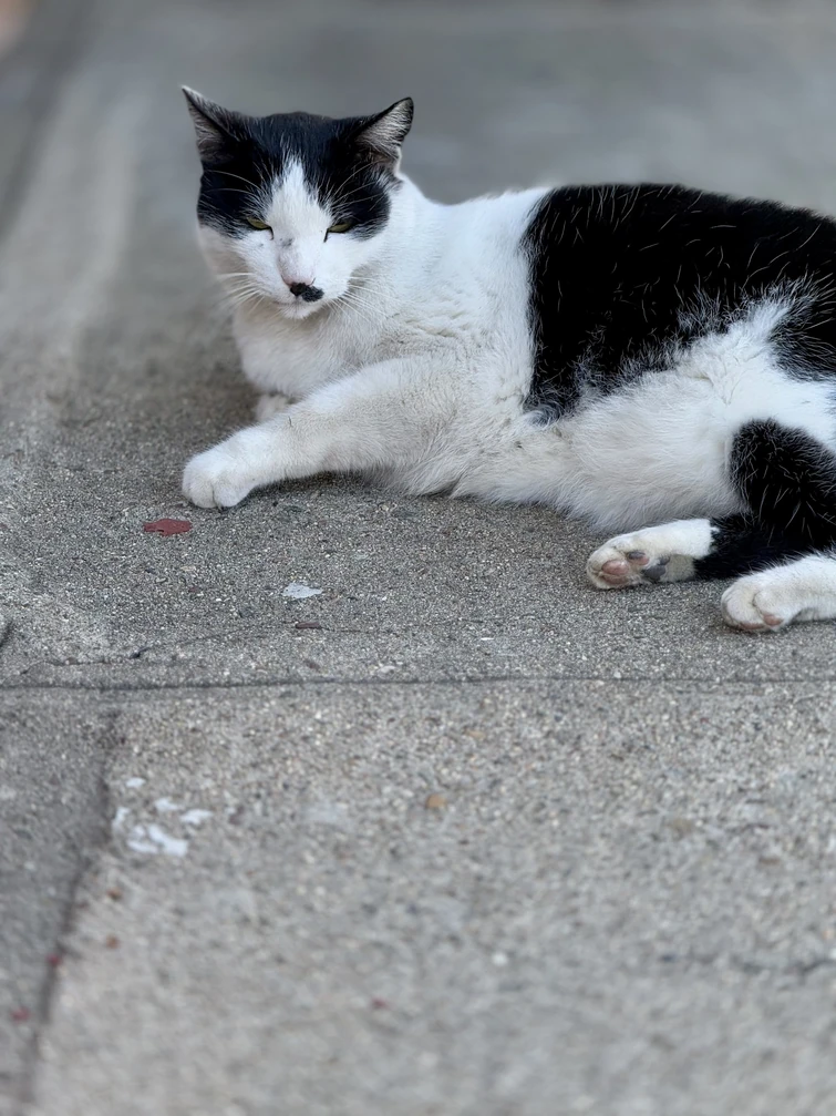 showing you all my cats bc i love tbem and more people need to see them ...