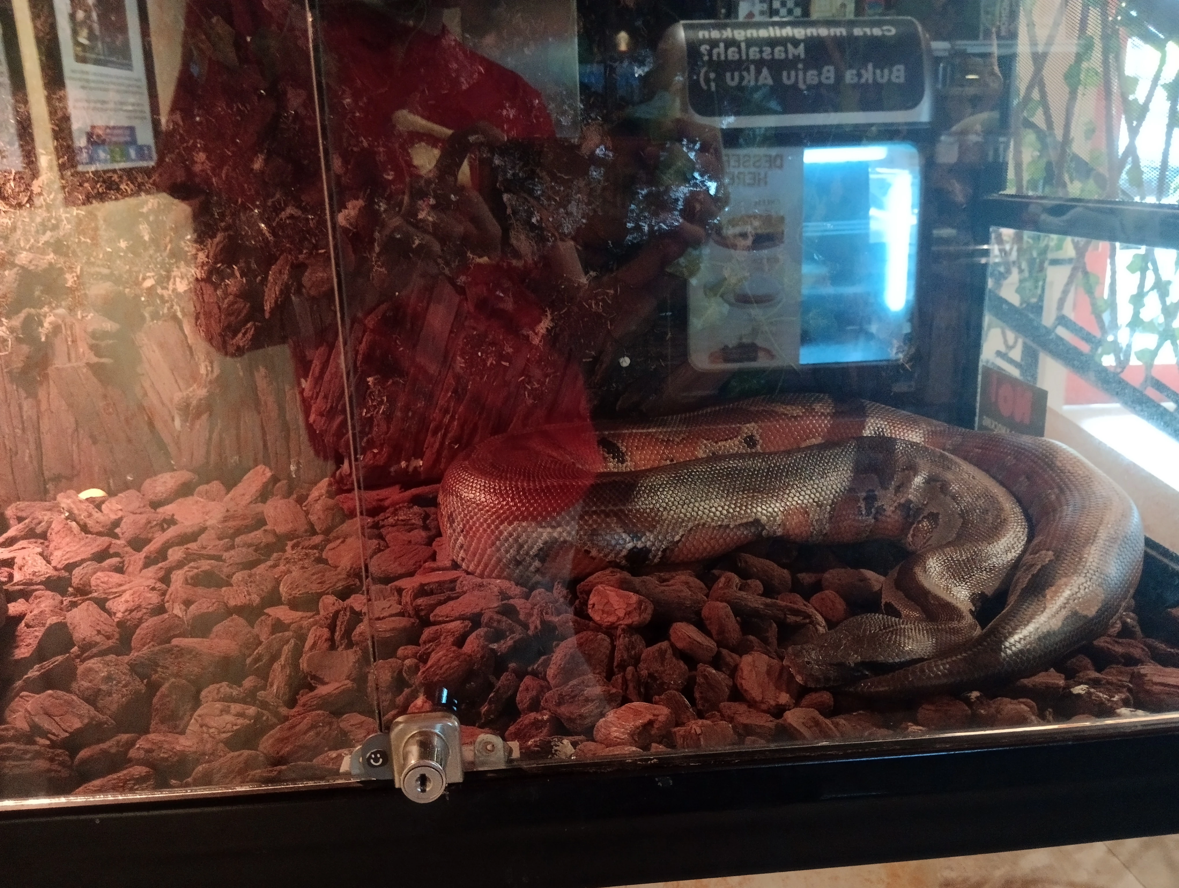 Silly snake | Fandom