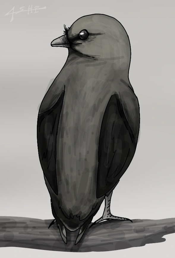 Sinornis santensis drawing | Fandom
