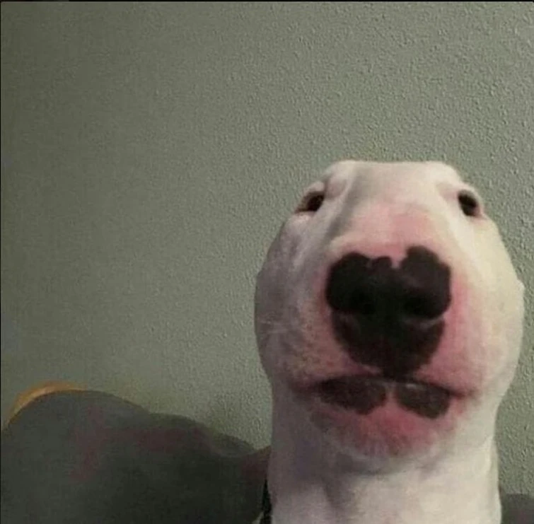 the chad doggo group | Fandom