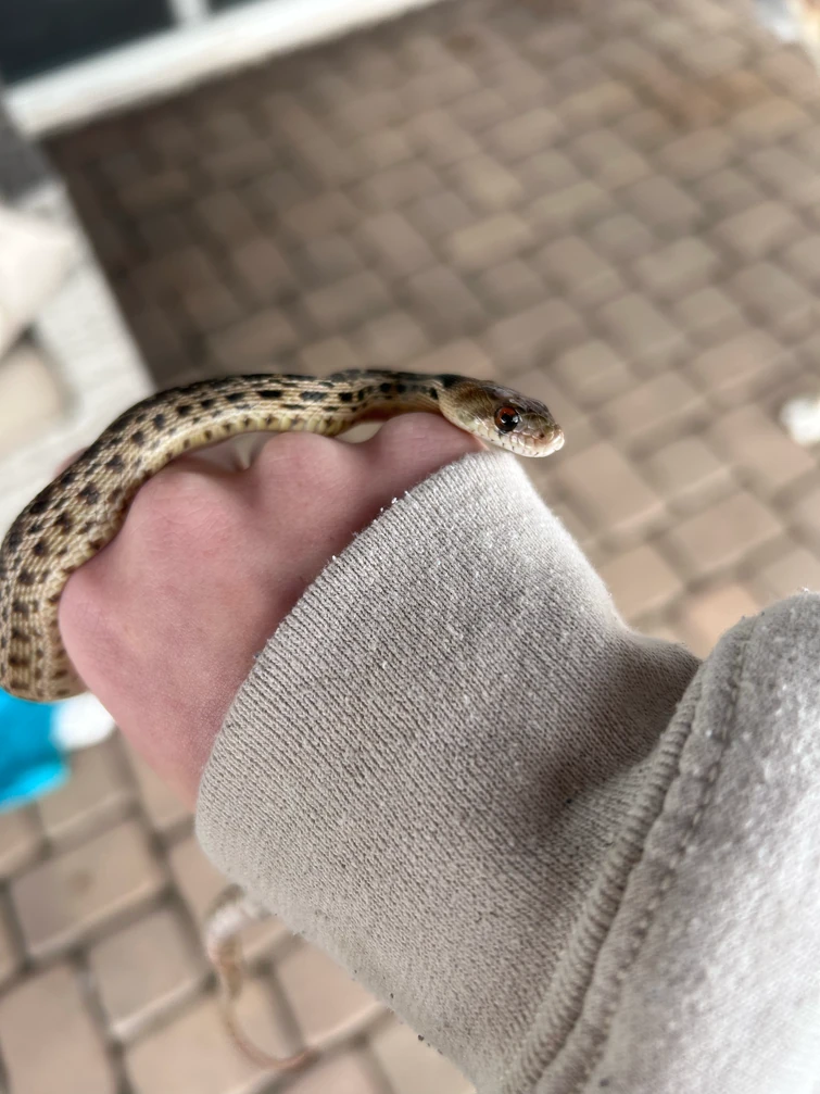 TW: snake!!! | Fandom