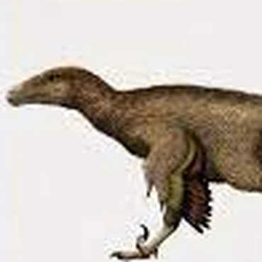 Discuss Everything About Dinopedia | Fandom