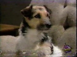 February 20, 1994 | Comedy Central Broadcast Archives Wiki | Fandom
