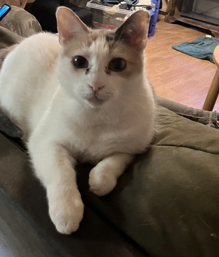 Eepy cat #2 | Fandom