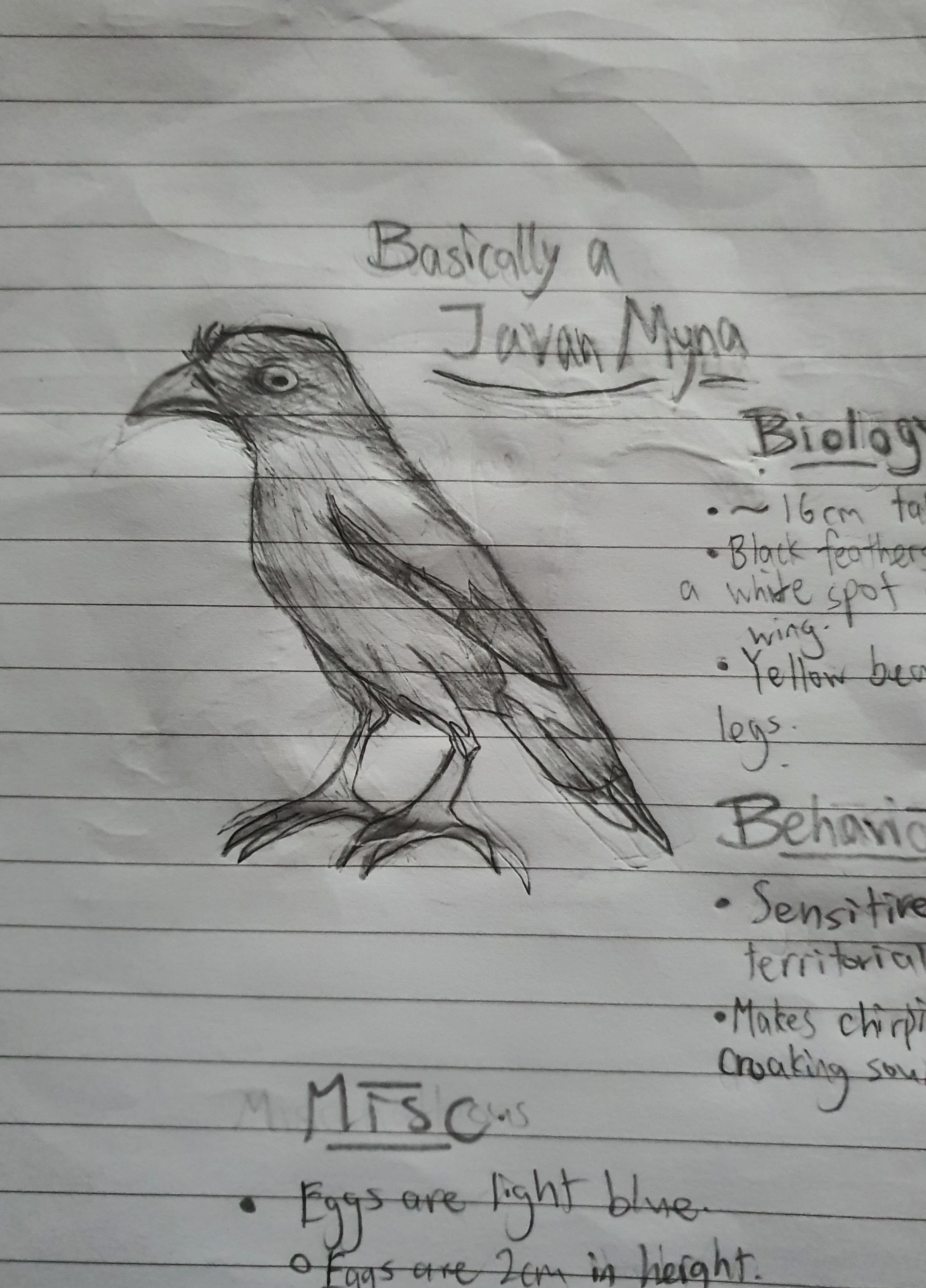 Cool Javan Myna art | Fandom