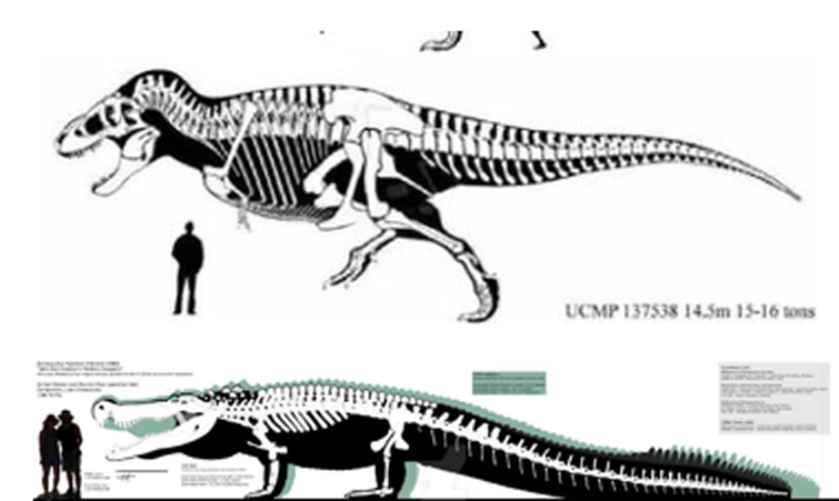 UCMP 137538 vs Deinosuchus Hatcheri Size Comparison | Fandom