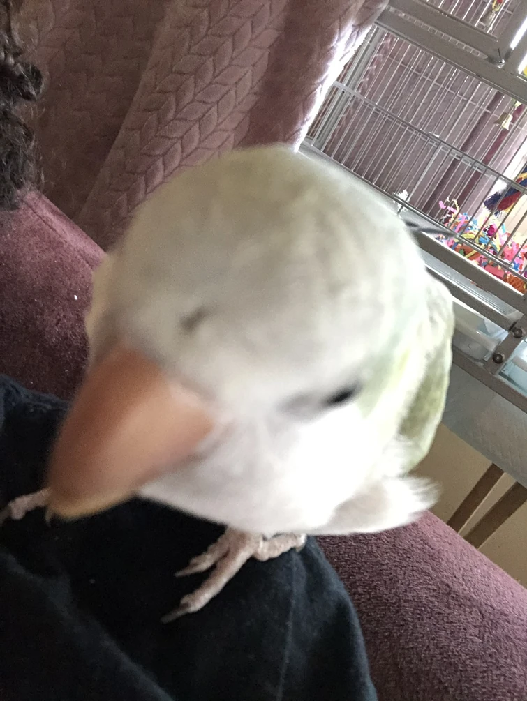 Gallery of Birb | Fandom
