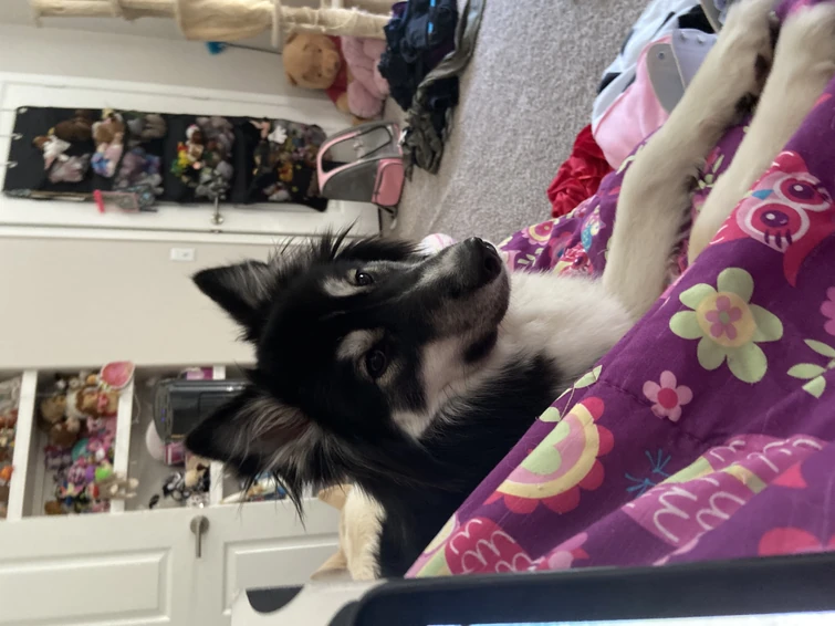 My irl pets | Fandom