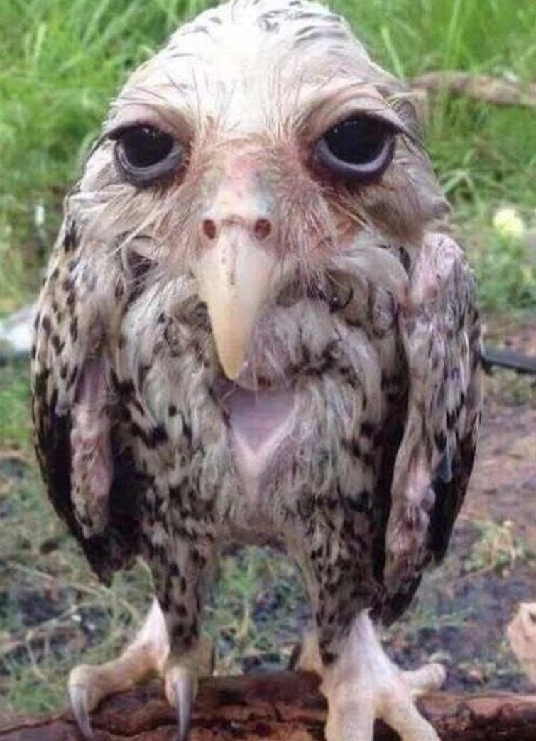 Discuss Everything About KaijuUniverse Wiki | Fandom