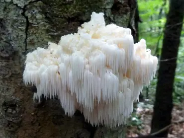 muSHrOoM War PaRT THreEEEE!!!! Vote to eliminate!!!! | Fandom