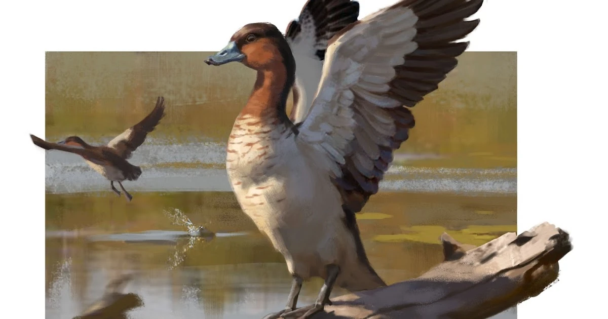 New species of the birb variety | Fandom