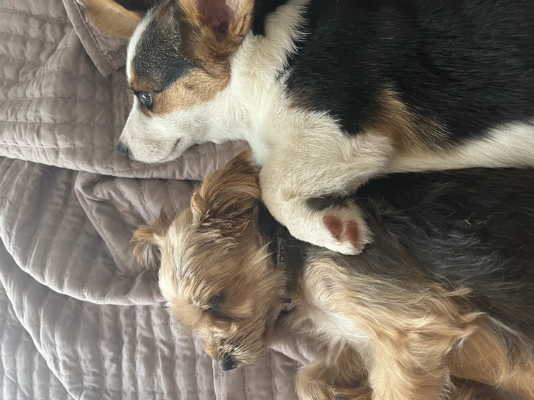 Do you guys like my dog | Fandom