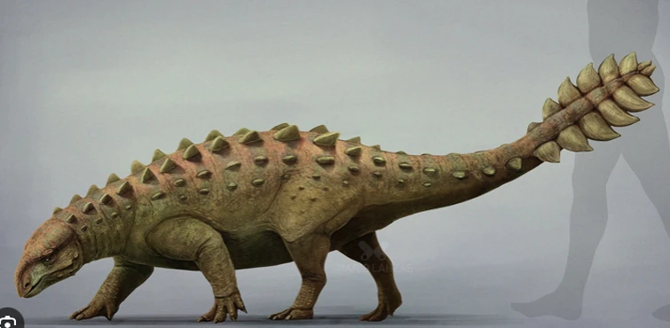 TRIKYLO ANATOMY STUDY | Fandom