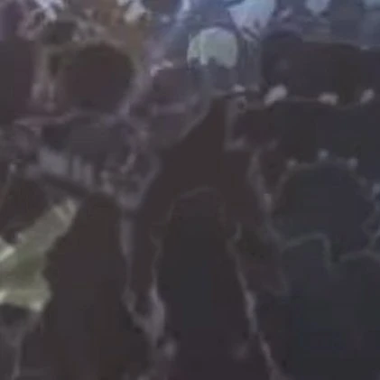 Elder scaratar? | Fandom