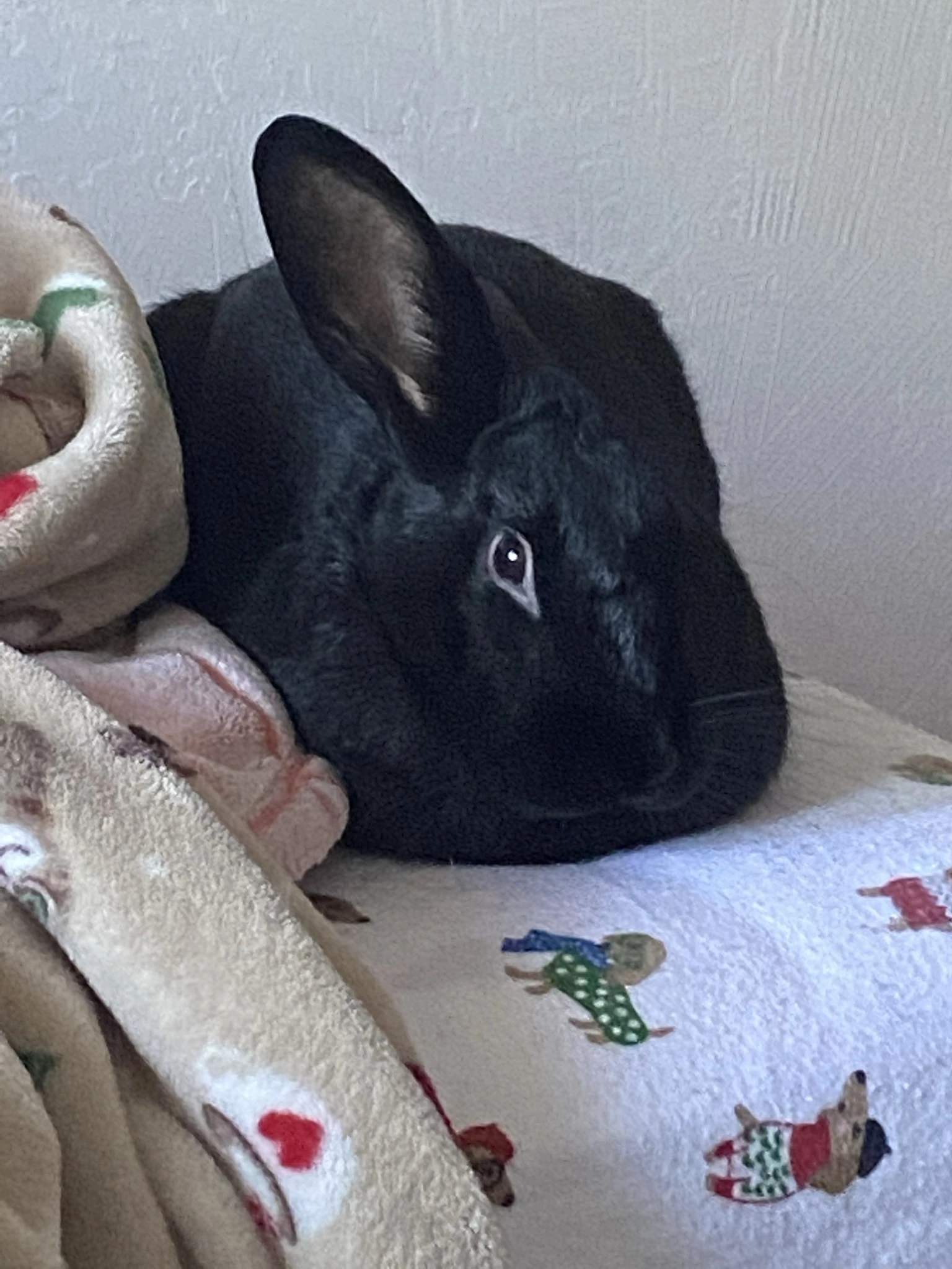 Good morning!! | Fandom