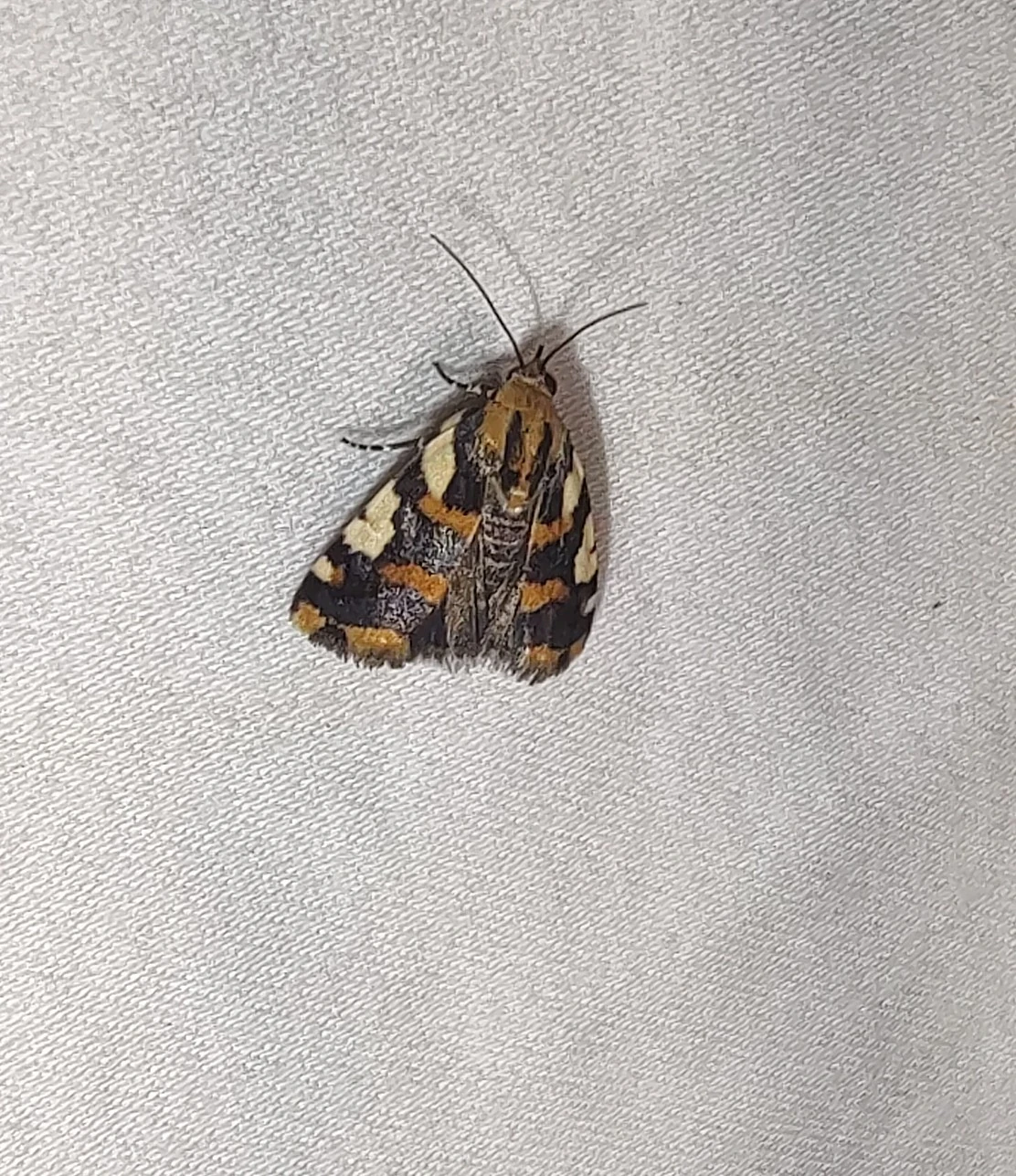 For the love of Moths! | Fandom