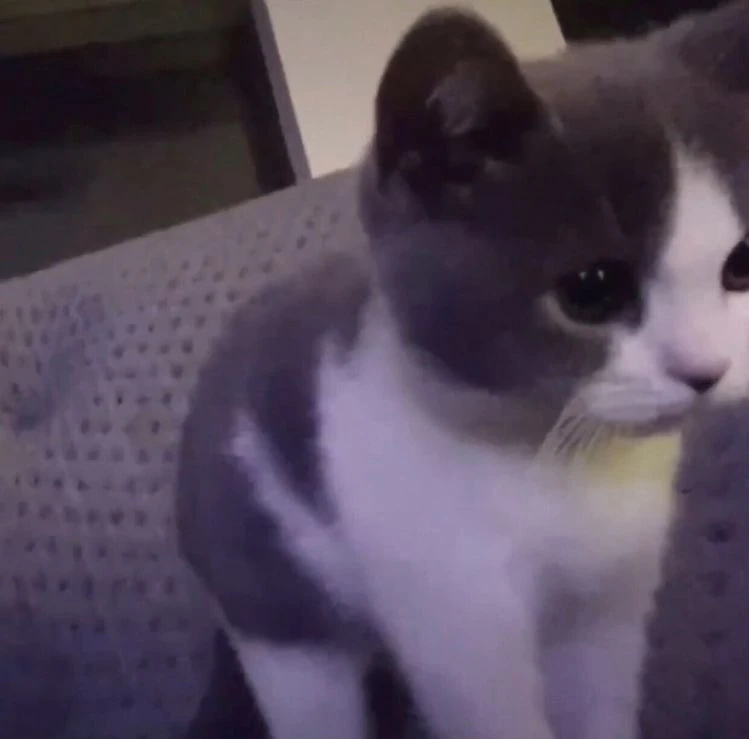 Buying new login dragon | Fandom