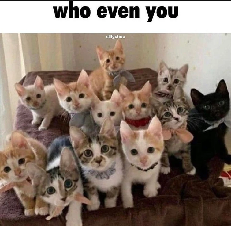 Daily Meow Meow #3 | Fandom