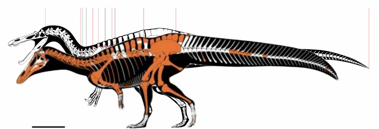 Franoys Suchomimus and Ibrahim Suchomimus reconstruction from the new ...
