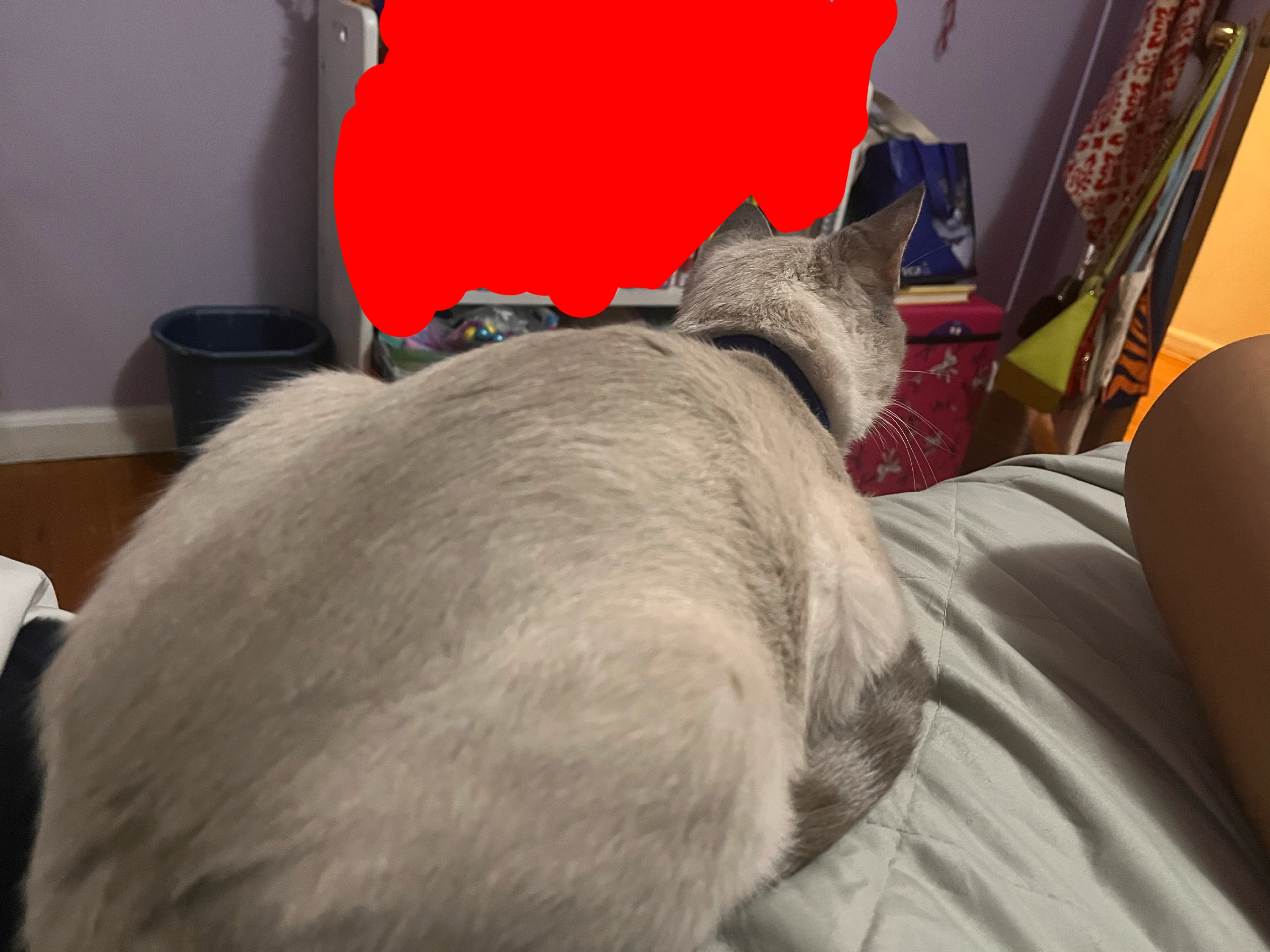 why does my cat have a gyat | Fandom