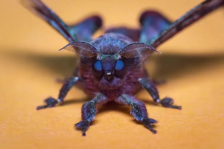 HAS ANYONE SEEN PURPLE MOTHS?1!?1!1 | Fandom