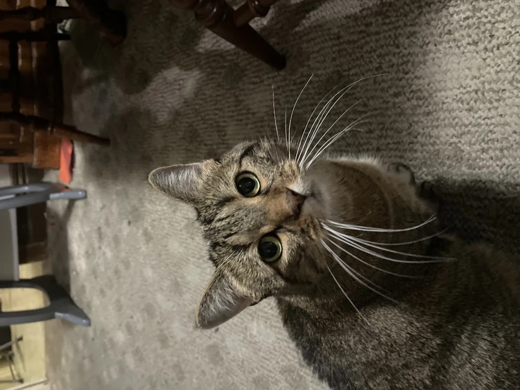 Here have E’s cat | Fandom