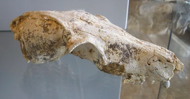 Discuss Everything About Dinopedia | Fandom