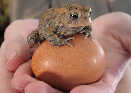 Why doesn’t my basilisk egg hatch??? | Fandom