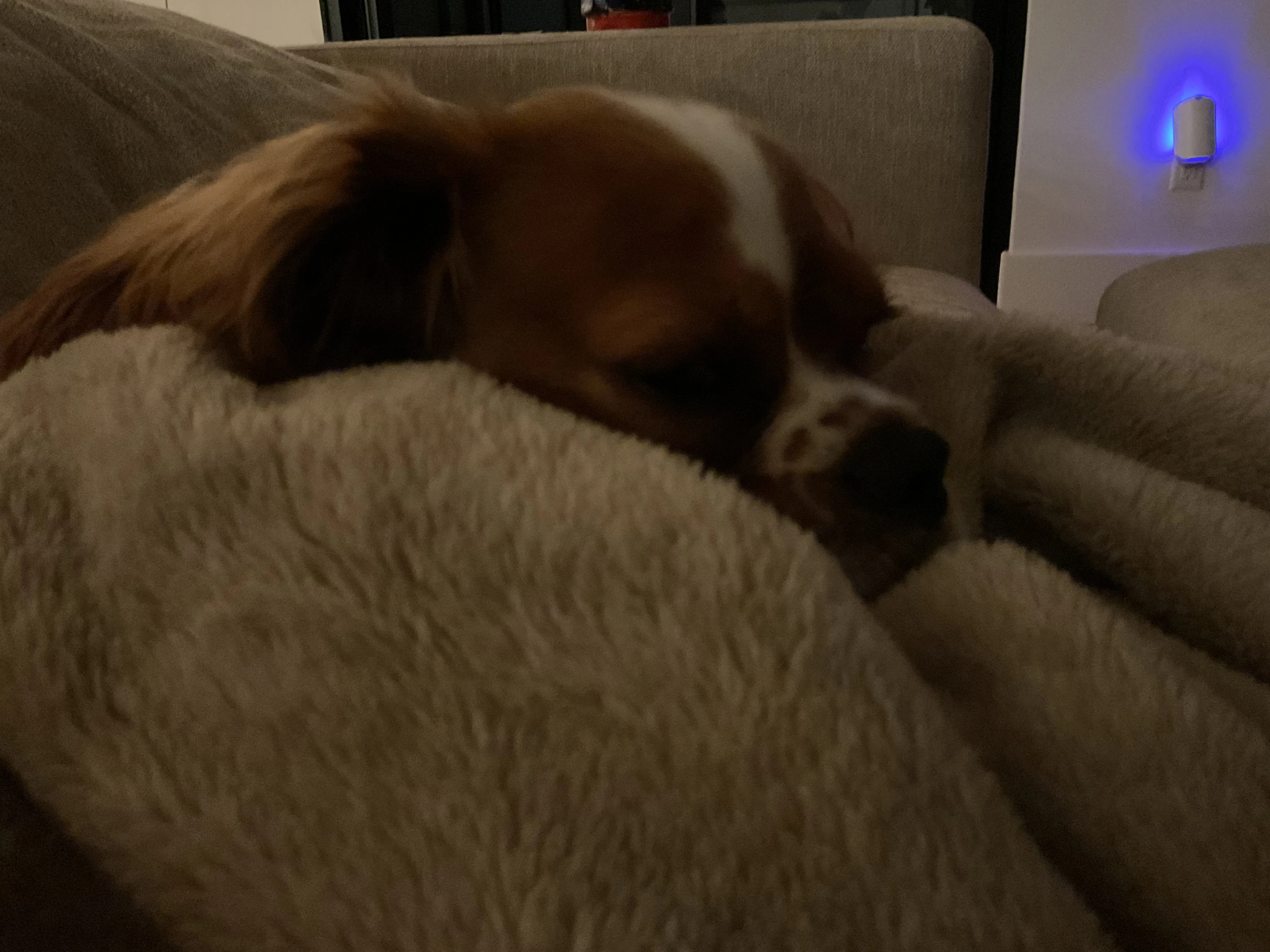 Puppy | Fandom