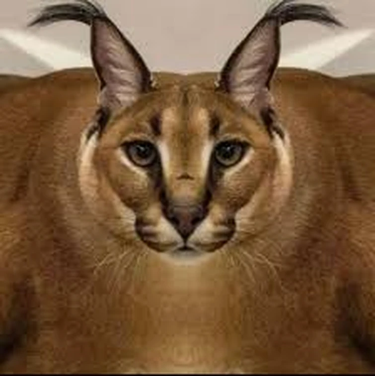 generic floppa post | Fandom