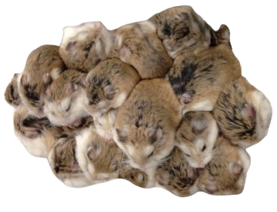 Hamsters | CDLMMPST Wiki | Fandom