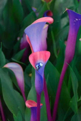 Moonlight lily | Cerberus Daily News Wiki | Fandom