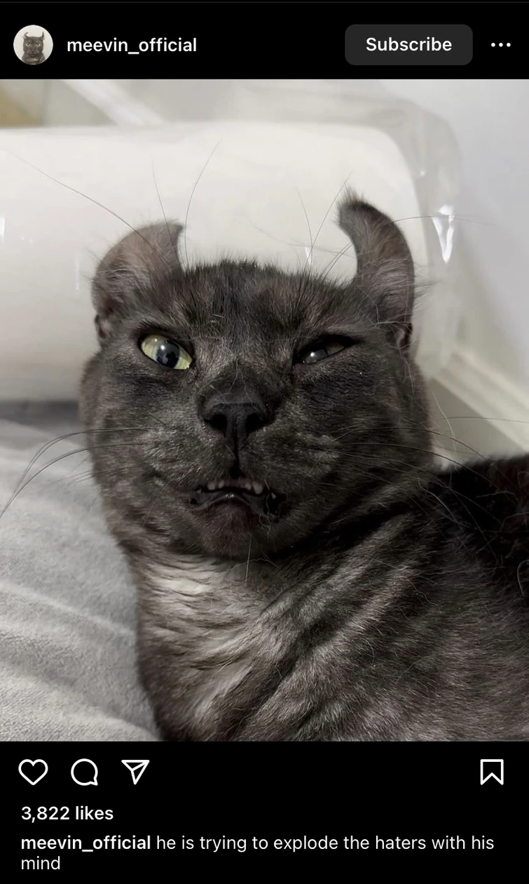 Who could possibly hate meevin (click for full) | Fandom