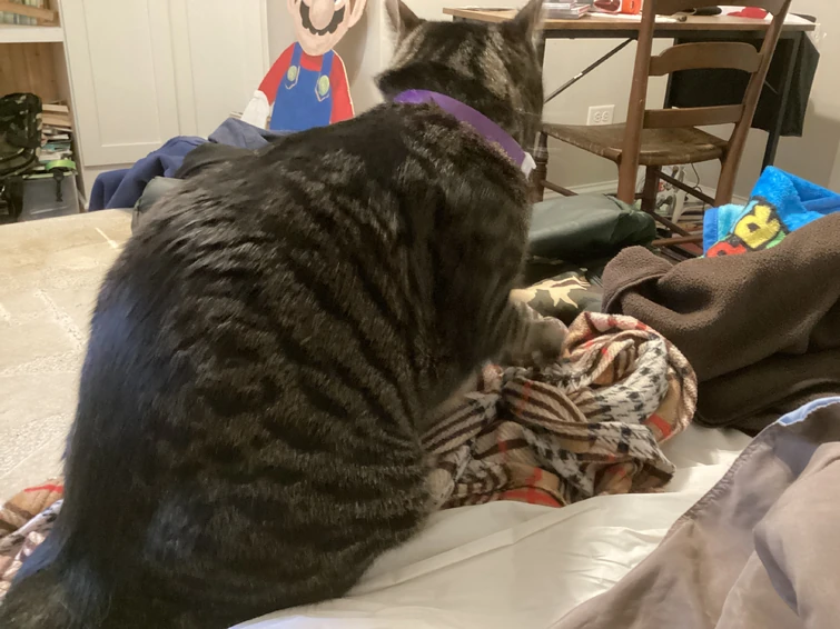 Cat pic no one asked for | Fandom