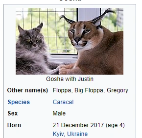 SAVE FLOPPA | Fandom