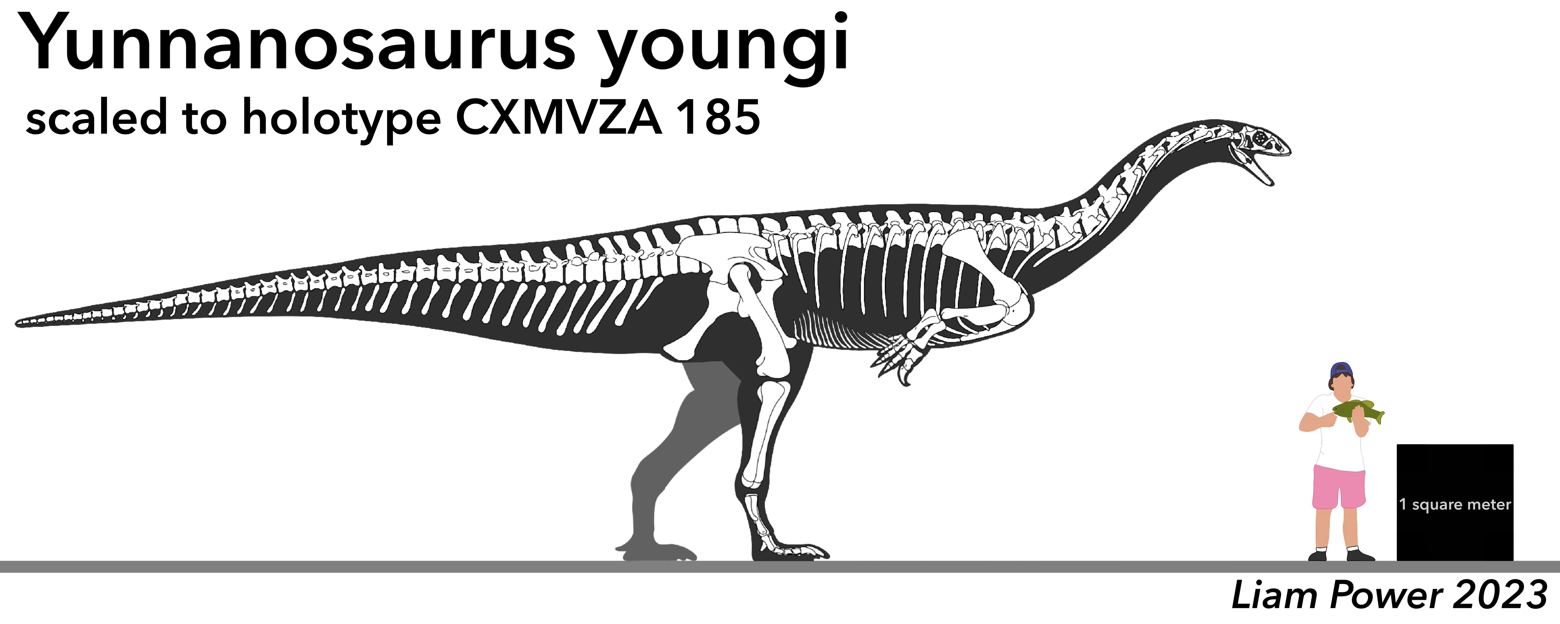 Yunnanosaurus youngi skeletal | Fandom