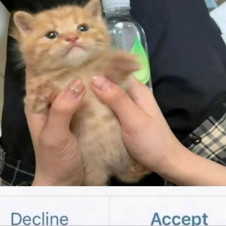 daily meme #384: accept? | Fandom