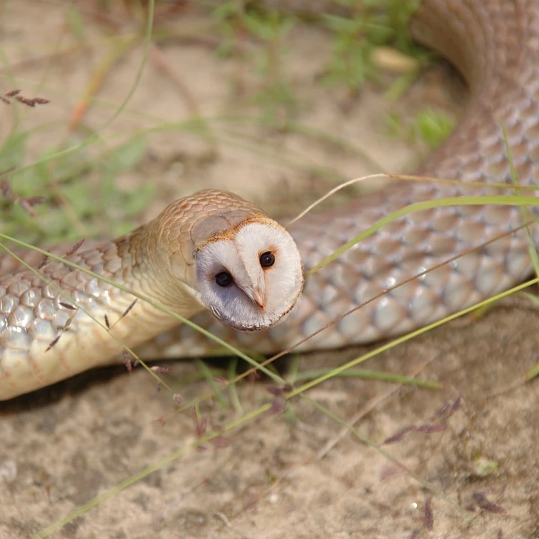 Real-Life Hooty! | Fandom