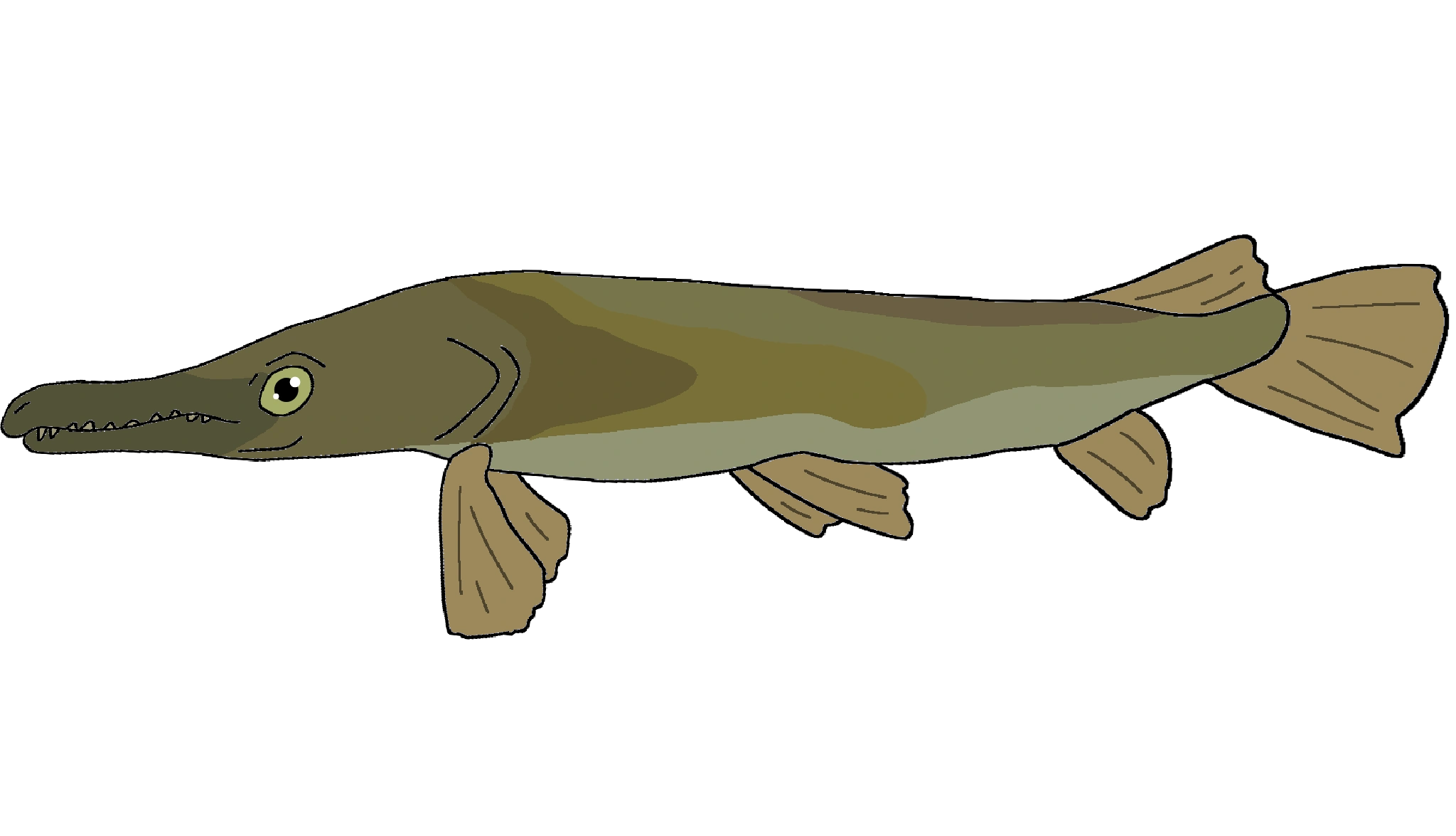 Alligator Gar drawing | Fandom