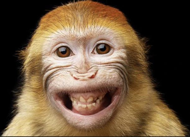 Today Manson monke has died | Fandom