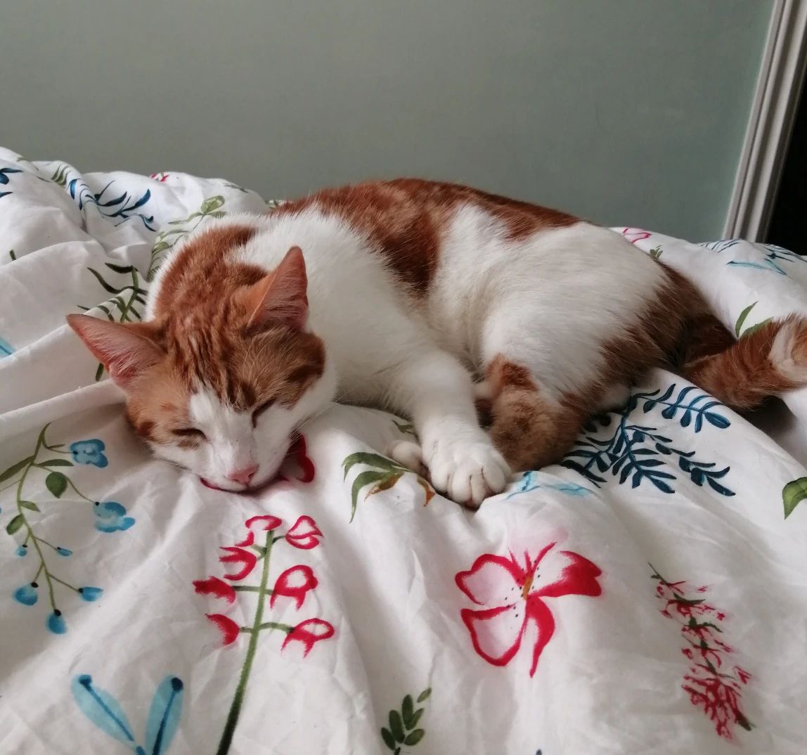 Daily Dose of Peanut | Fandom