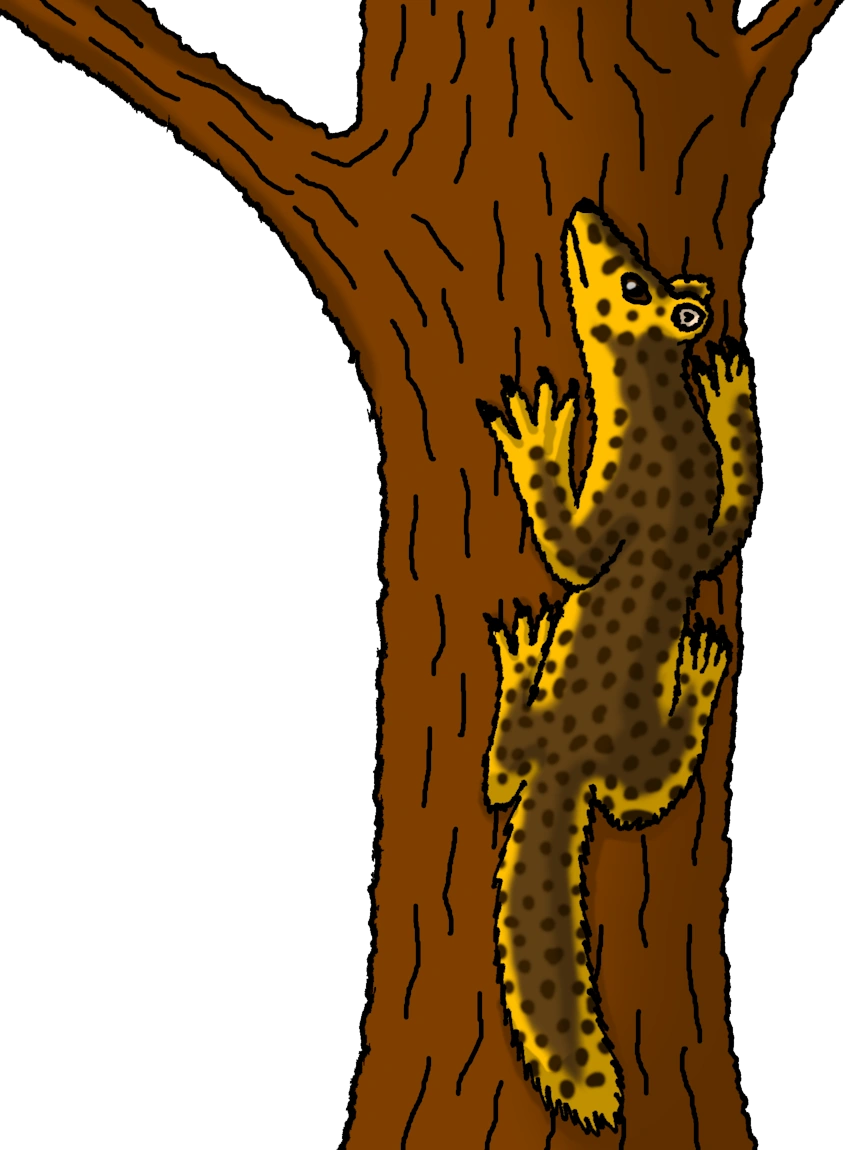 Miacis | The Chronicles of Ceal Wiki | Fandom