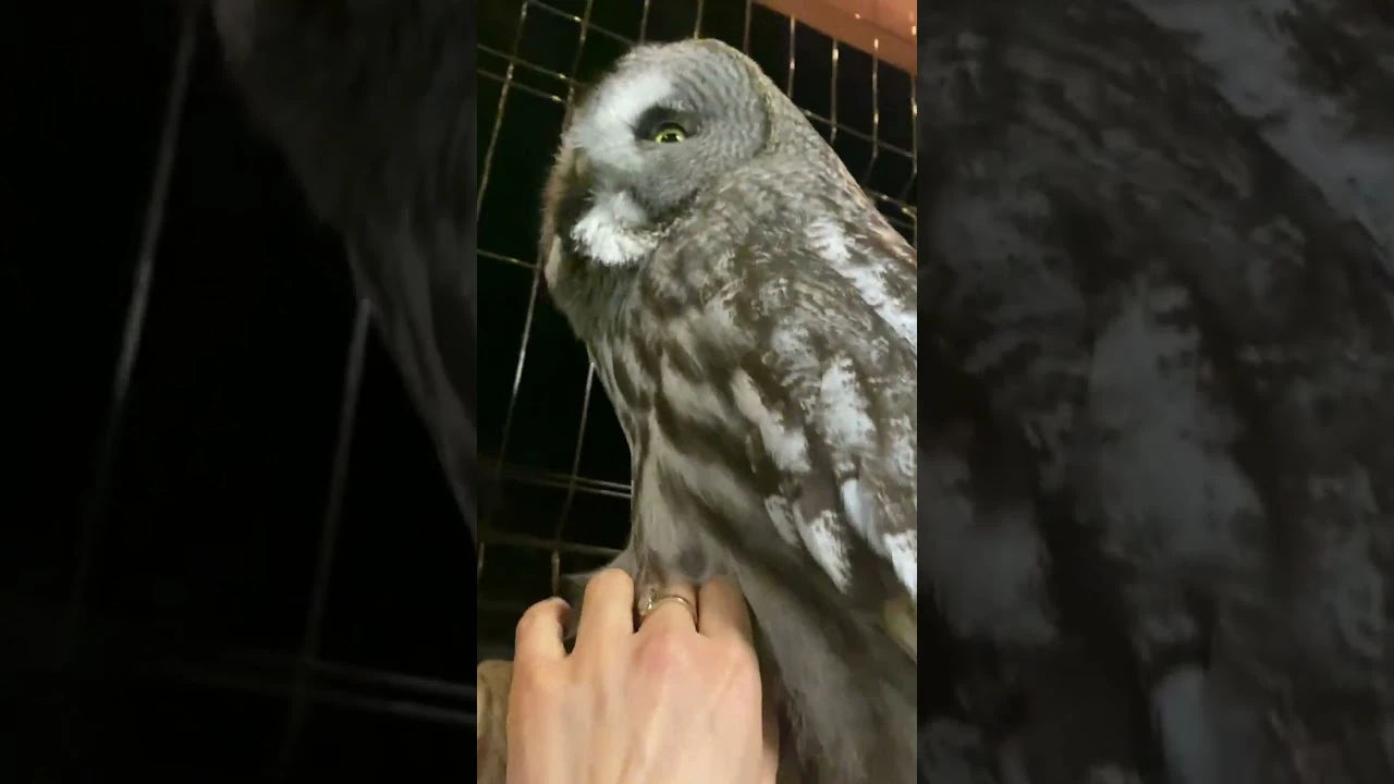 More soul of an owl | Fandom