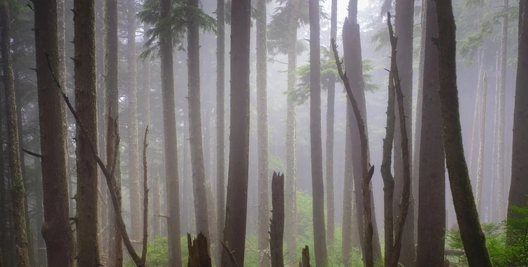 Staff page revamp proposal | Fandom